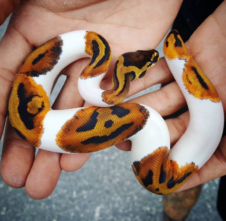 THE MOST BEAUTIFUL BALL PYTHON MORPH Reptiles Amino