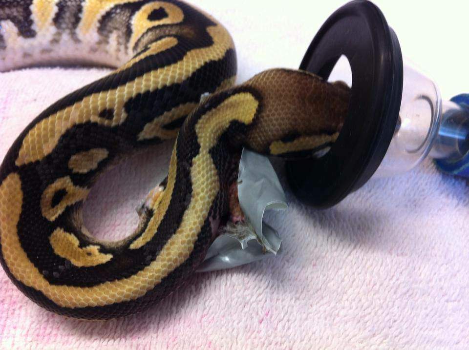 psa-do-not-use-tape-in-a-reptile-enclosure-reptiles-amino