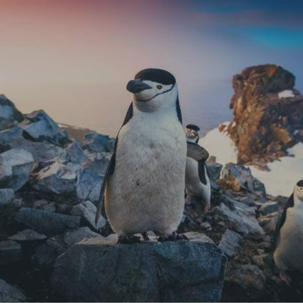 10 Fun Facts About The Chinstrap Penguin Ocean Club Assignment 10-fun-facts-about-the-chinstrap-penguin-ocean-club-assignment