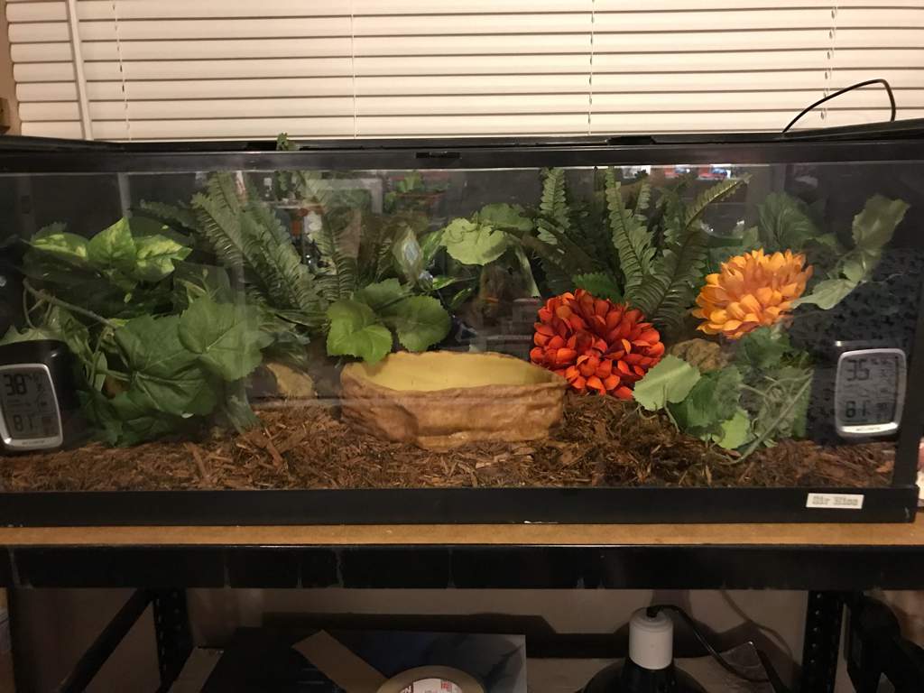 Glass Tank Enclosures (Ball Pythons) | Wiki | Reptiles Amino Glass Tank Enclosures (Ball Pythons) | Wiki | Reptiles Amino