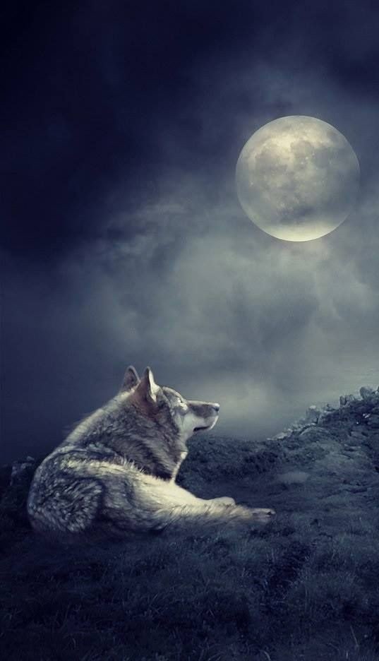 El Lobo Y La Luna Llena⊱⋅ ──────────── ⋅⊰ ⛦☽mas Alla Del Misterio☾⛧ Amino