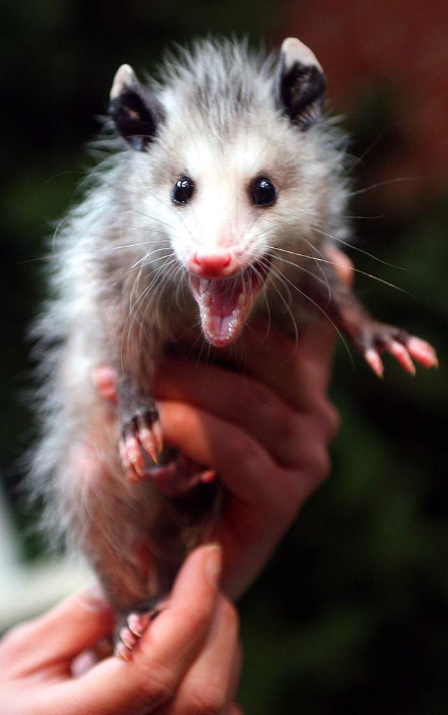 Things You Never Knew About Possums Night In The Woods Amino Amino