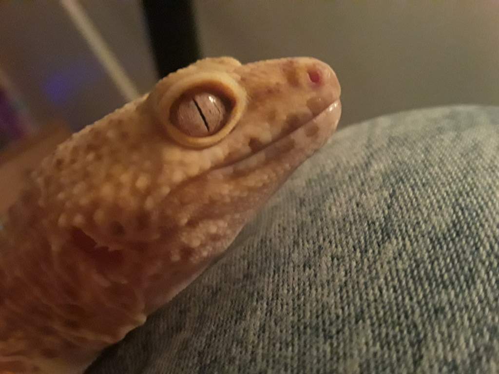 My Little Dragon Leopard Geckos Amino my-little-dragon-leopard-geckos-amino