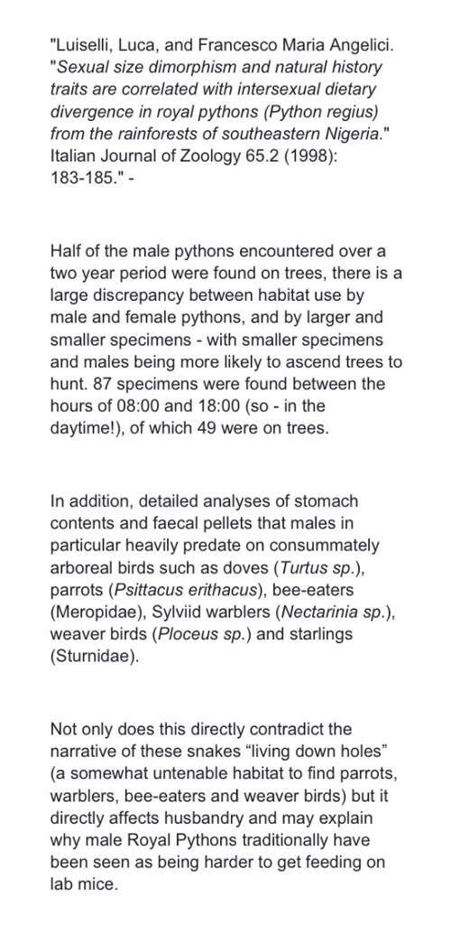Ball Pythons Myths And Misconceptions Reptiles Amino 