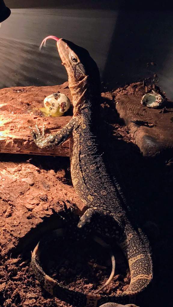 Monitor Lizard Diet Wiki Reptiles Amino