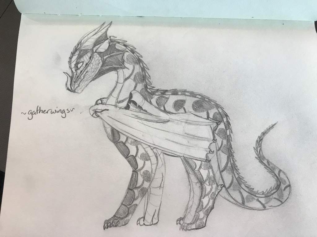 Fantribe Concept Art Humanized Dod Sketches Wings Of Fire Amino