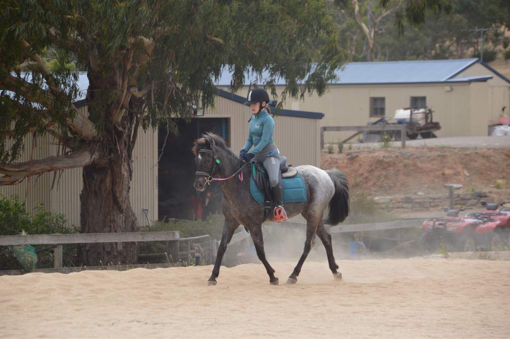 Small Rider, Big Horse 🏳️‍🌈 | Equestrian Amino