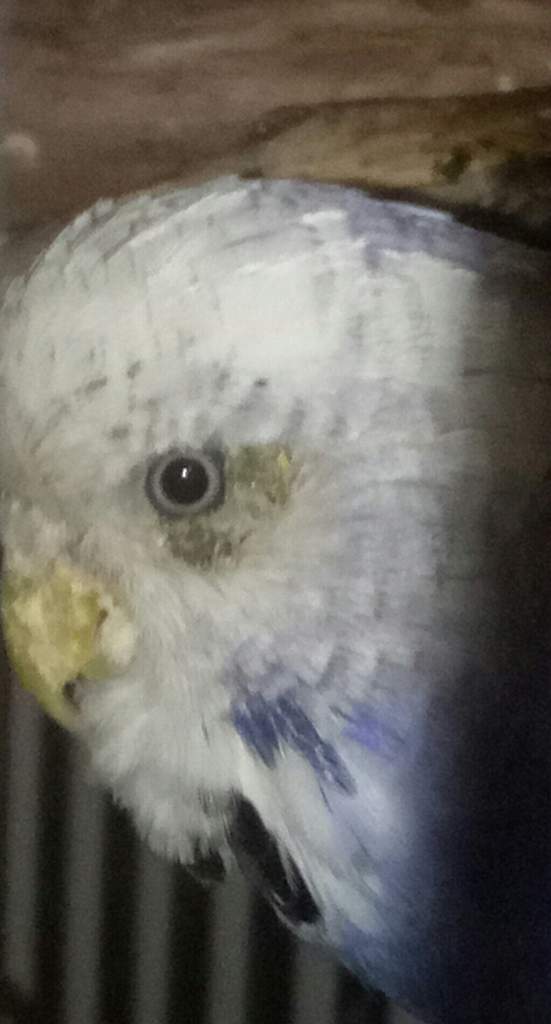 Scaly Face Mites Wiki Budgieparakeet Amino Amino